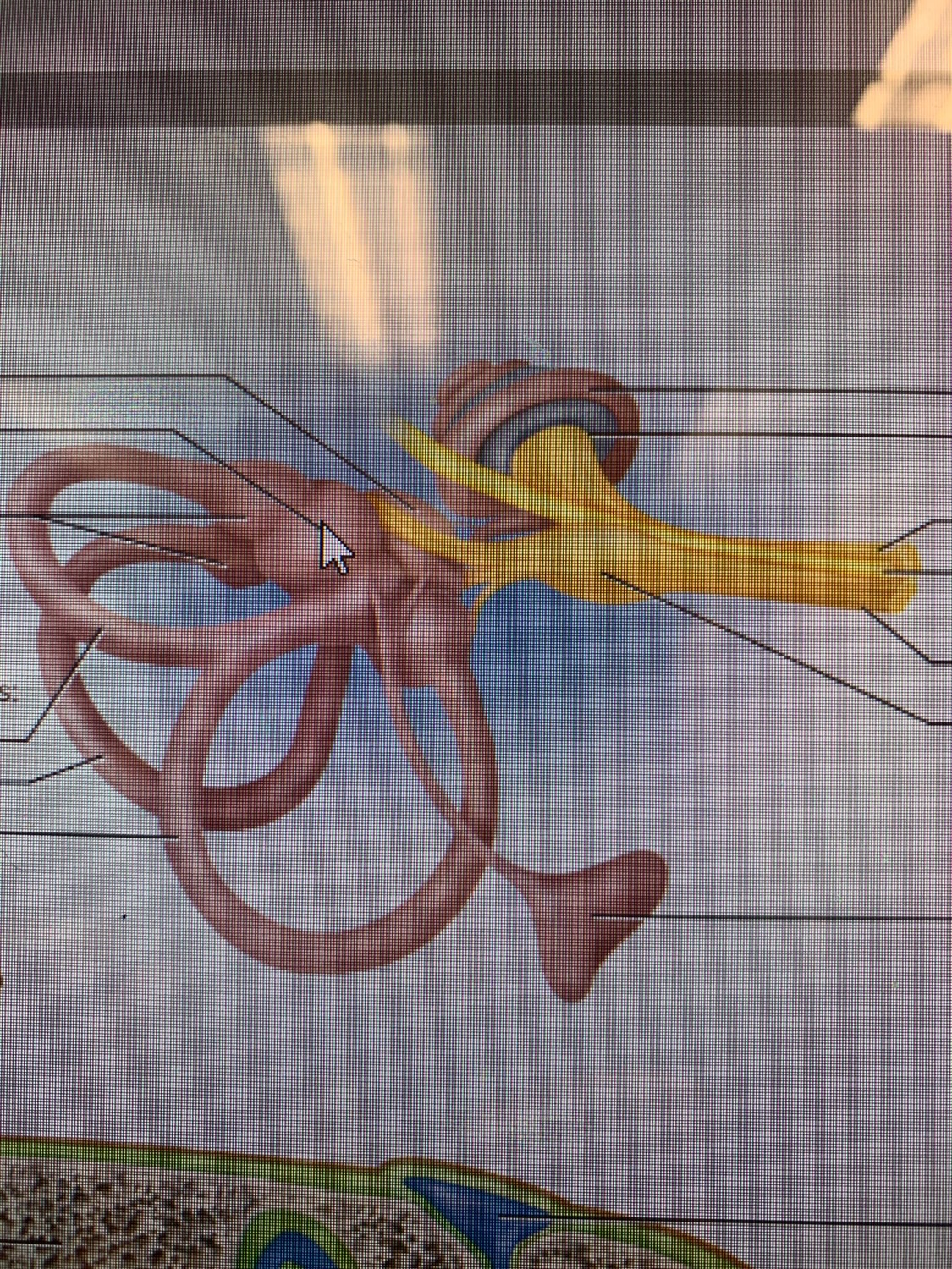 Membranous labyrinth and nerves Flashcards | Memorang