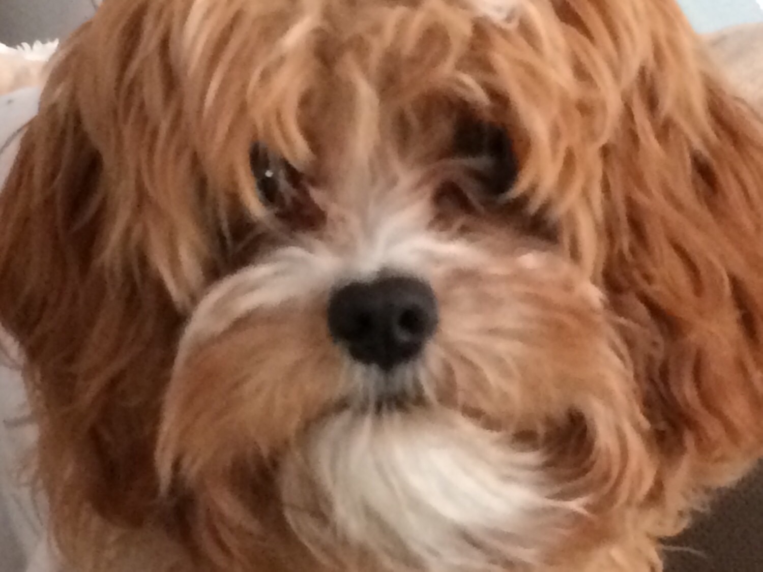 Puppy's Flashcards | Memorang