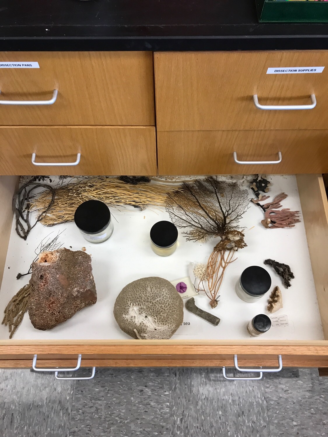 Bio 225 lab specimen practice Flashcards | Memorang