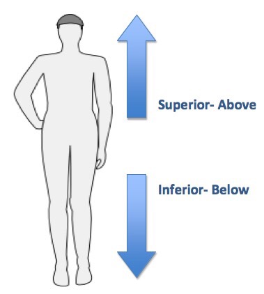 Anatomical positions and movement Flashcards | Memorang