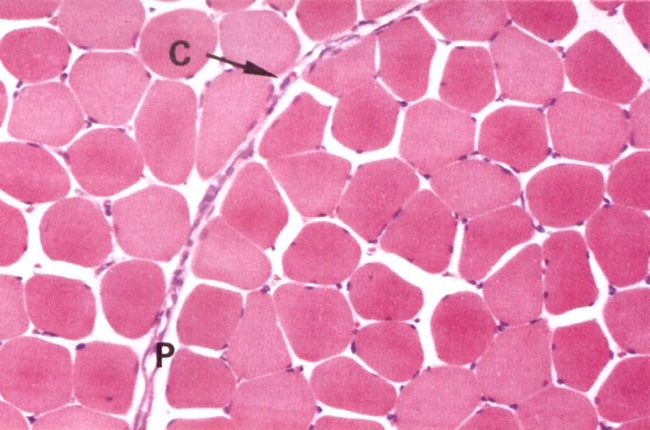 Histology 302- Midterm 1 (Basic Tissues) Flashcards | Memorang