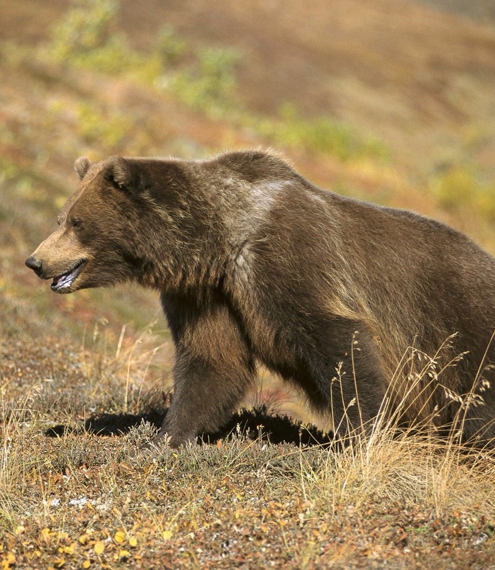 Bears Flashcards | Memorang