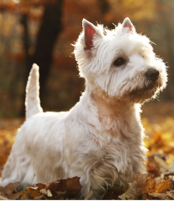 Types of tails Flashcards | Memorang