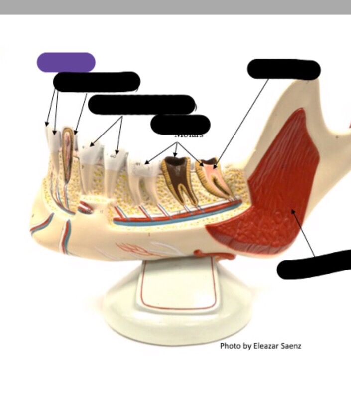 tooth structures Flashcards | Memorang