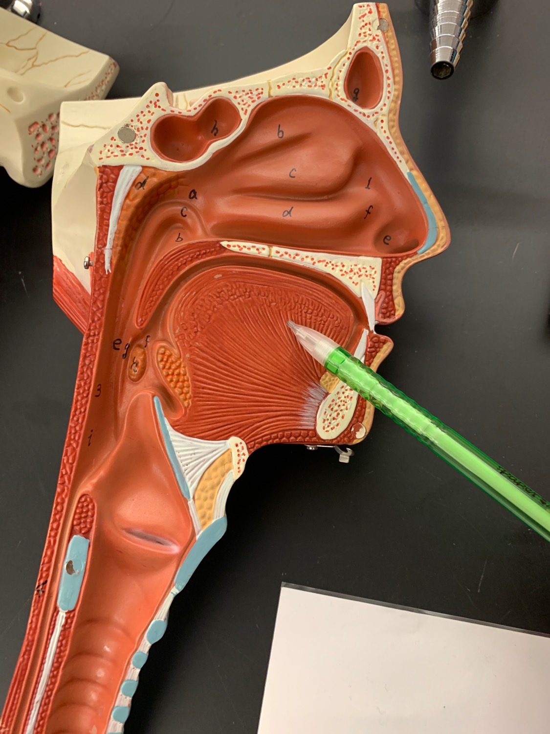 Respiratory Model Lab (Final) Flashcards | Memorang