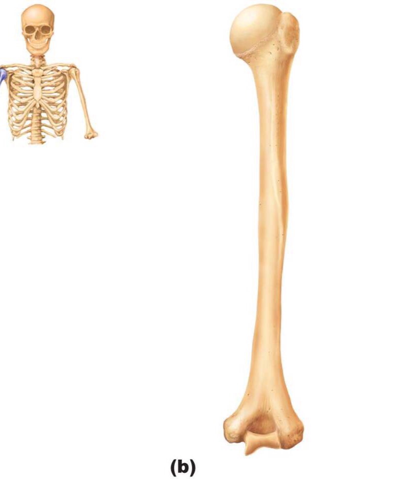 6 bones Anatomy quiz Flashcards | Memorang
