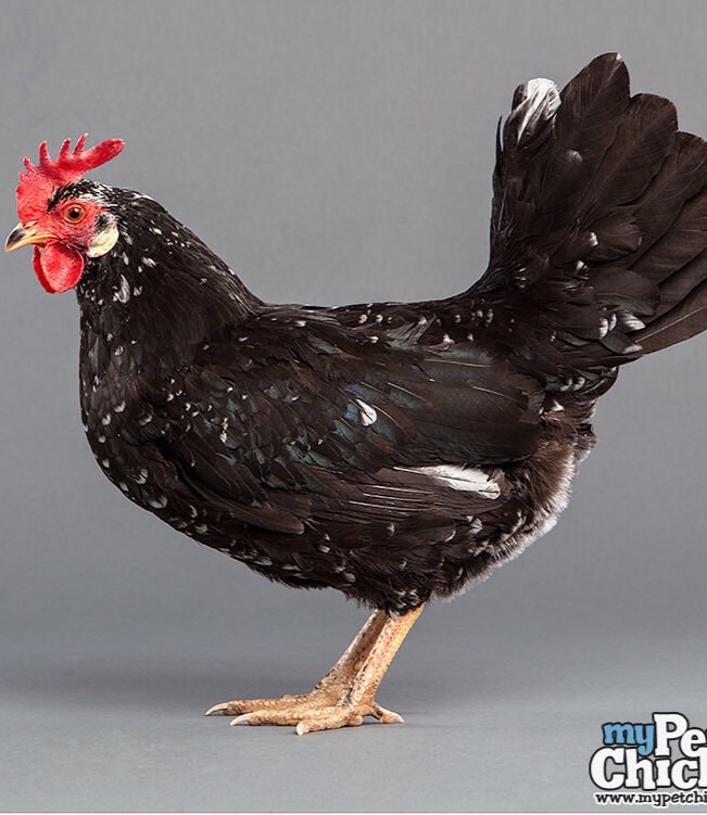 Chicken Breeds Flashcards | Memorang