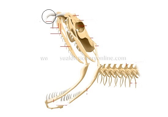 Venomous Snake Anatomy Bones Flashcards | Memorang