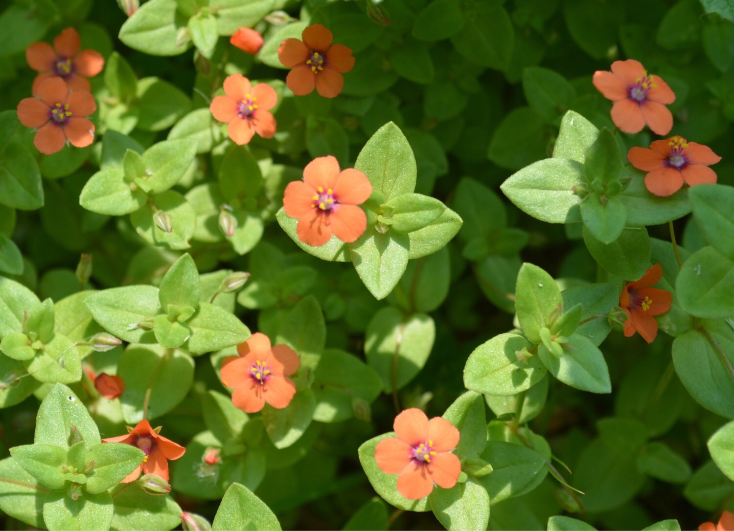 Weeds Flashcards | Memorang