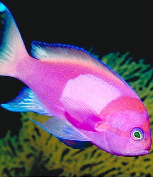 Gerald Croft Flashcards | Memorang