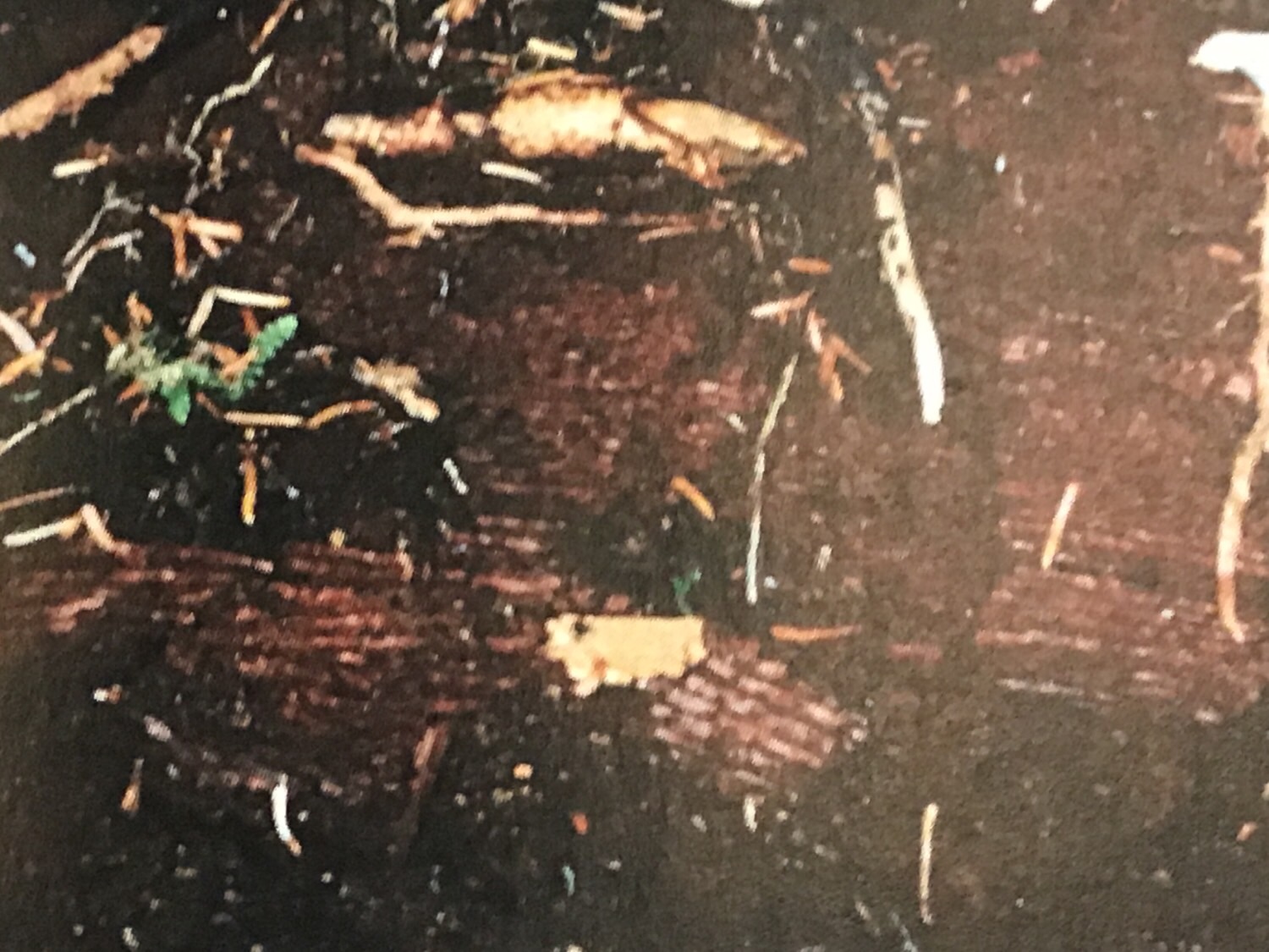 Soil, Rocks and Landforms Flashcards | Memorang