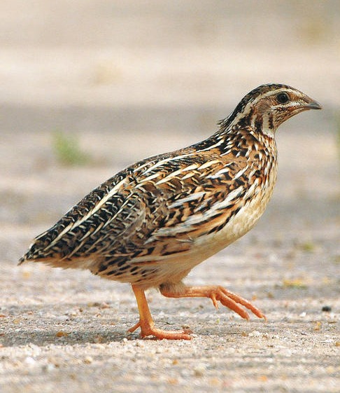 Old World Quail! Flashcards | Memorang