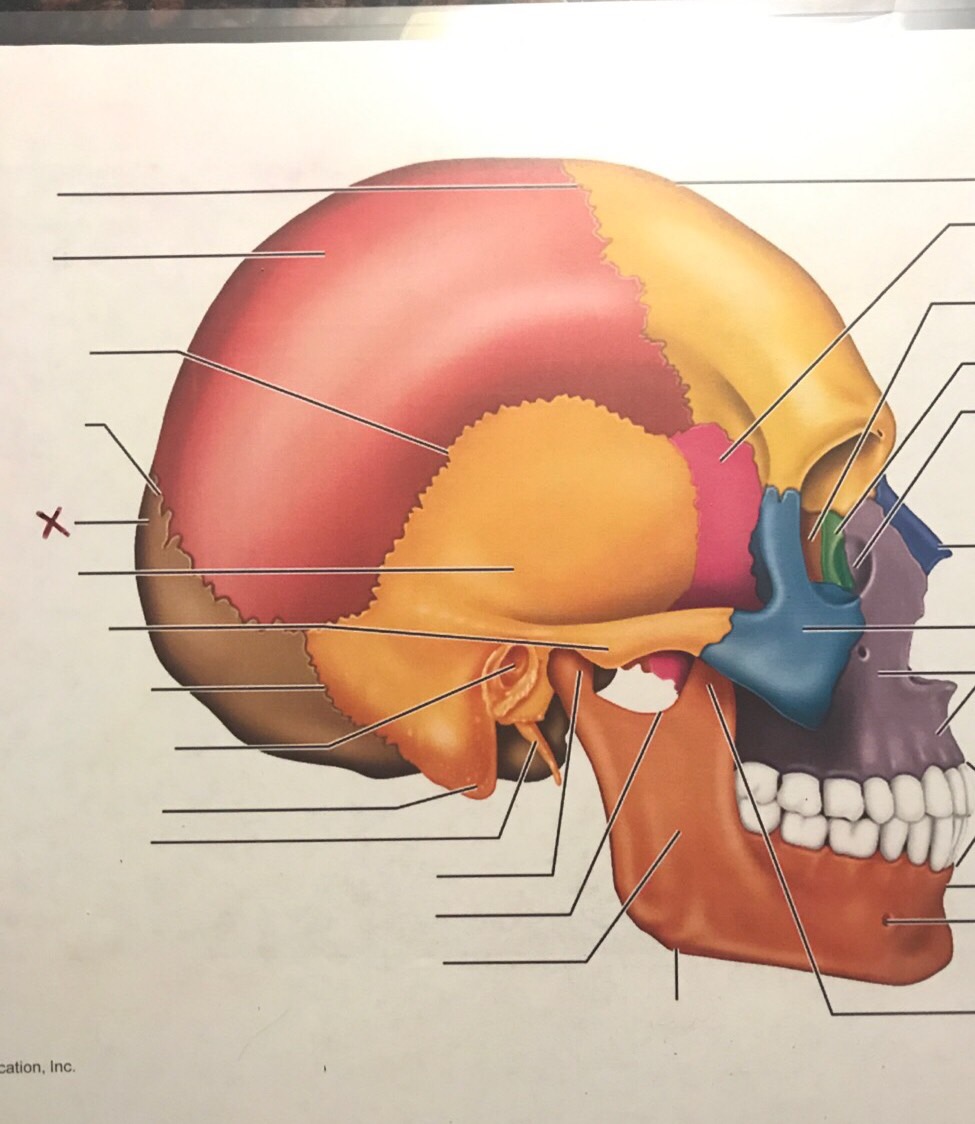 External anatomy of the right side of the skull Flashcards | Memorang