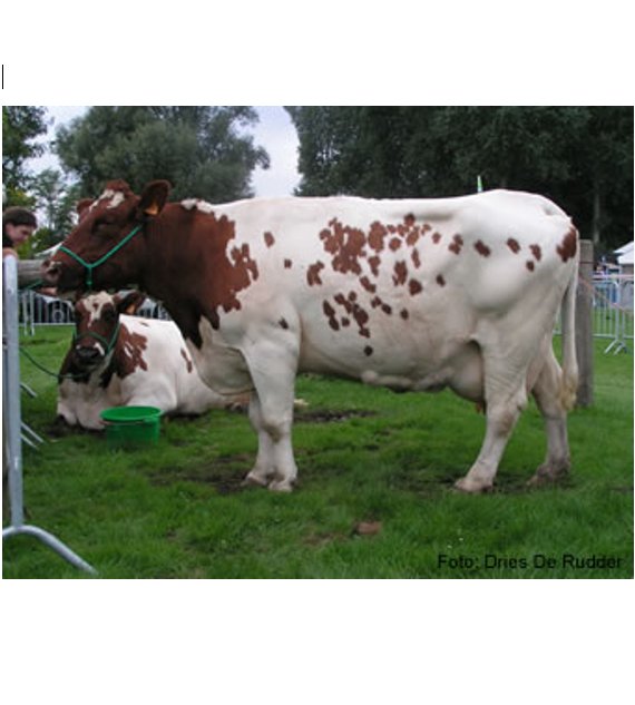 Runderrassen Flashcards | Memorang