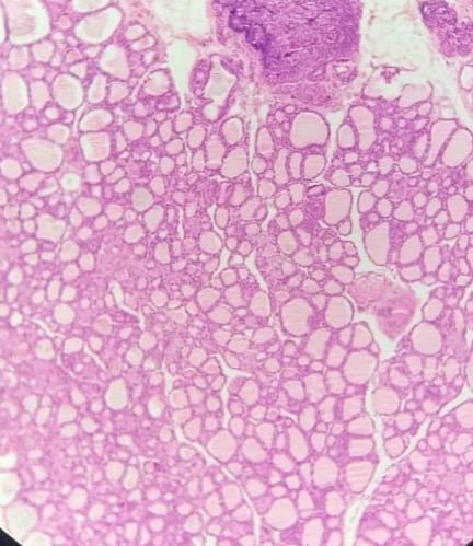 Histología Flashcards | Memorang