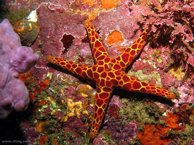 Starfish Flashcards | Memorang