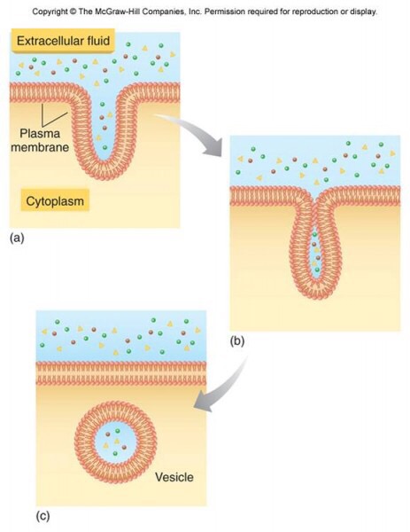 IB Biology- Membrane Transport Flashcards | Memorang
