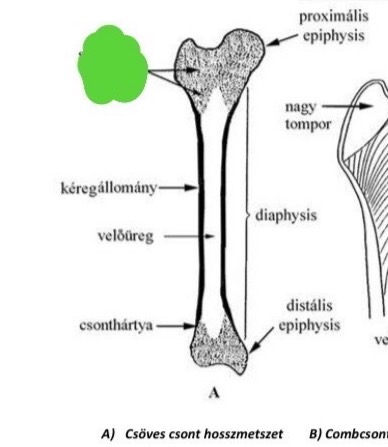 Csöves csont Flashcards | Memorang