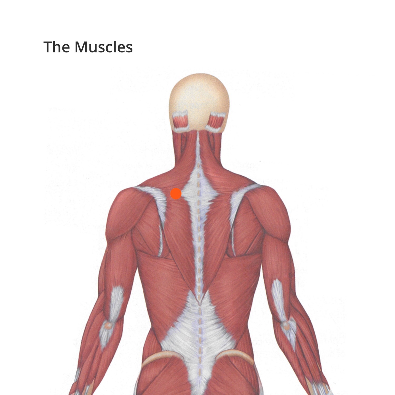 Functions Of The Muscles I Flashcards | Memorang