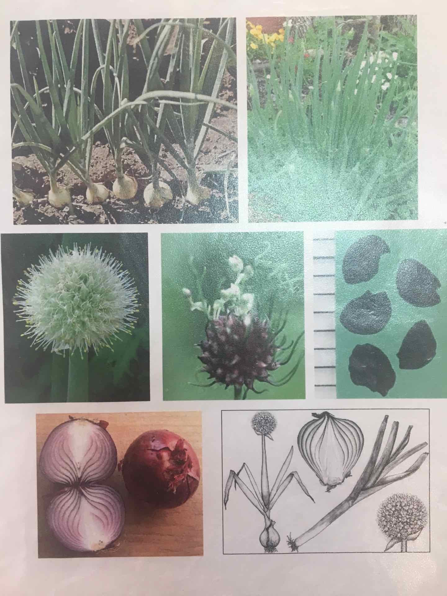 Tulpini metamorfozate Flashcards | Memorang