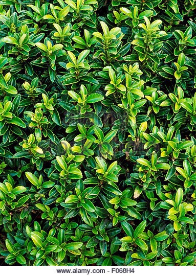 Shrubs Flashcards | Memorang