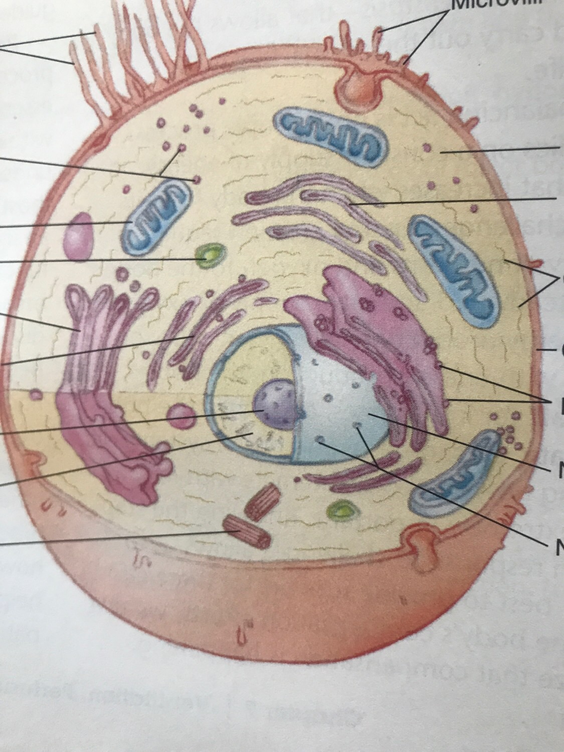 WEMT Flashcards | Memorang