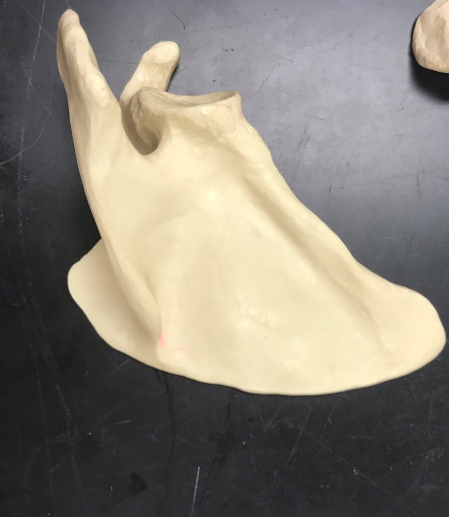 Anatomy and physiology Bone classification Flashcards | Memorang