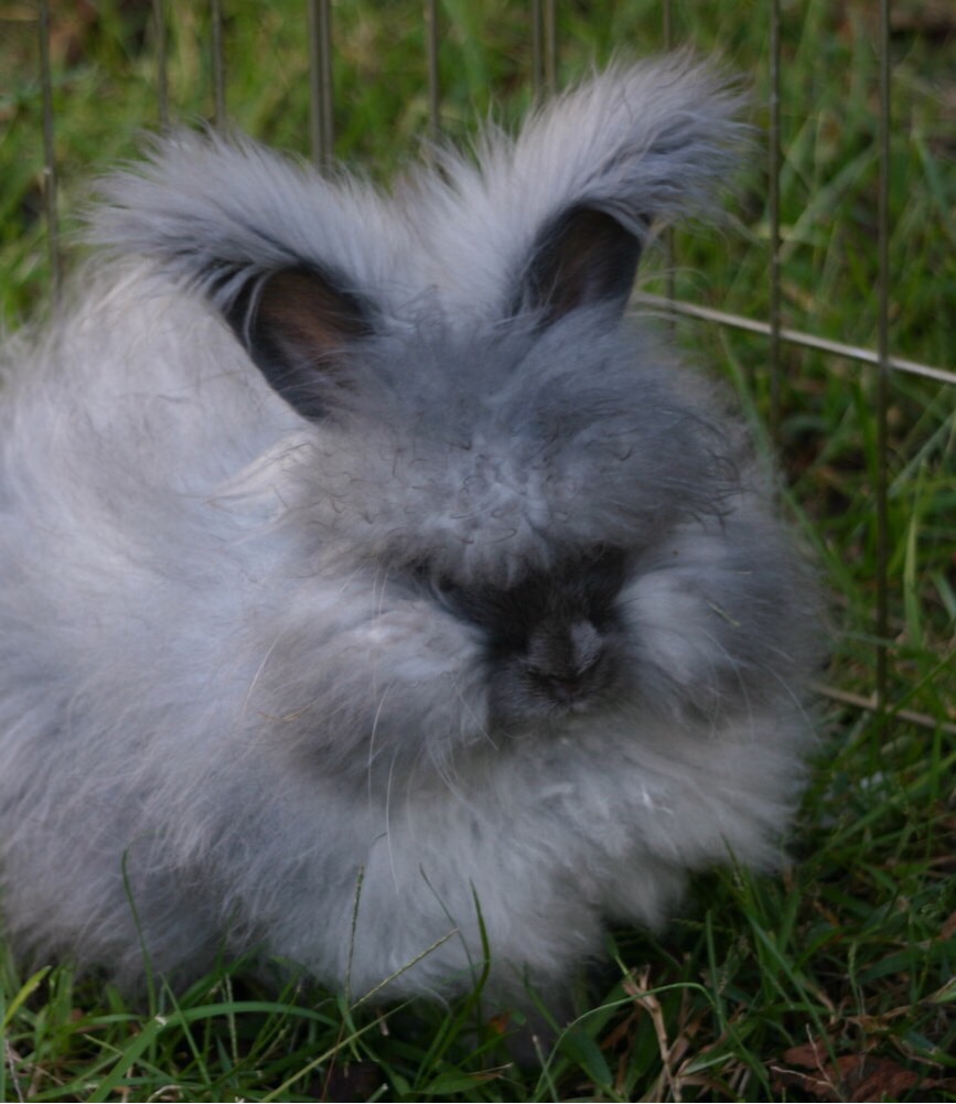 FFA rabbits Flashcards | Memorang