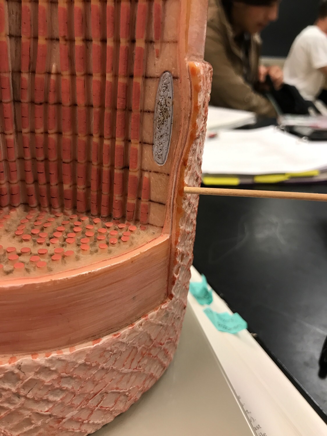 Muscle tissue model Flashcards | Memorang