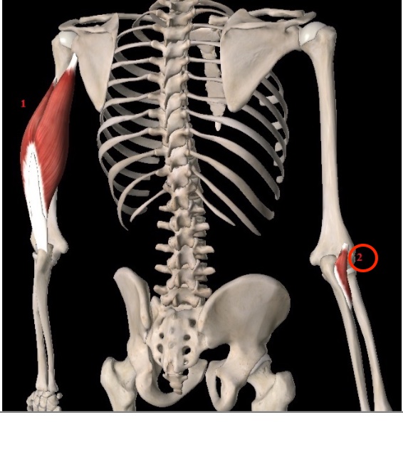 Rankų dilbio raumenys Flashcards | Memorang