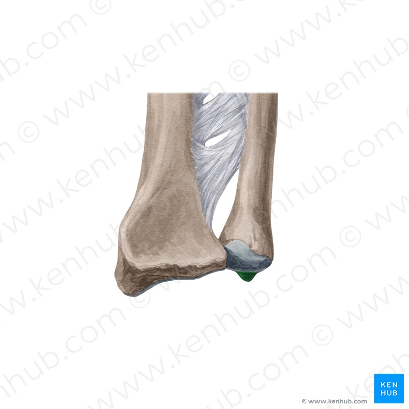PEME Anatomie 1: Pols (Beenderen) Flashcards | Memorang