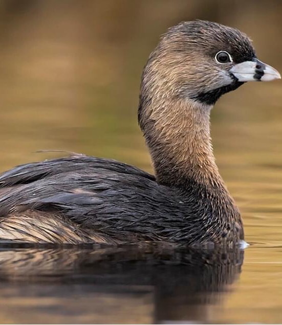 Final lab practical prep Flashcards | Memorang