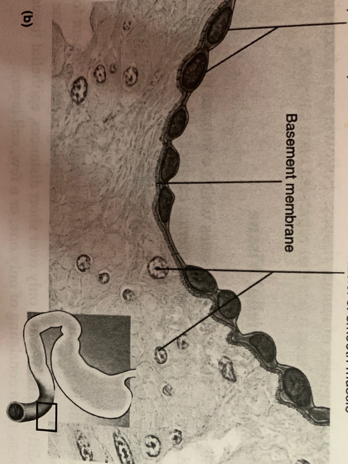 Muscle Types Flashcards | Memorang