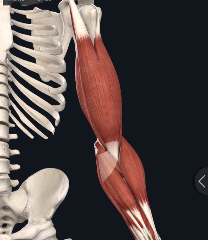 Arm muscles Flashcards | Memorang