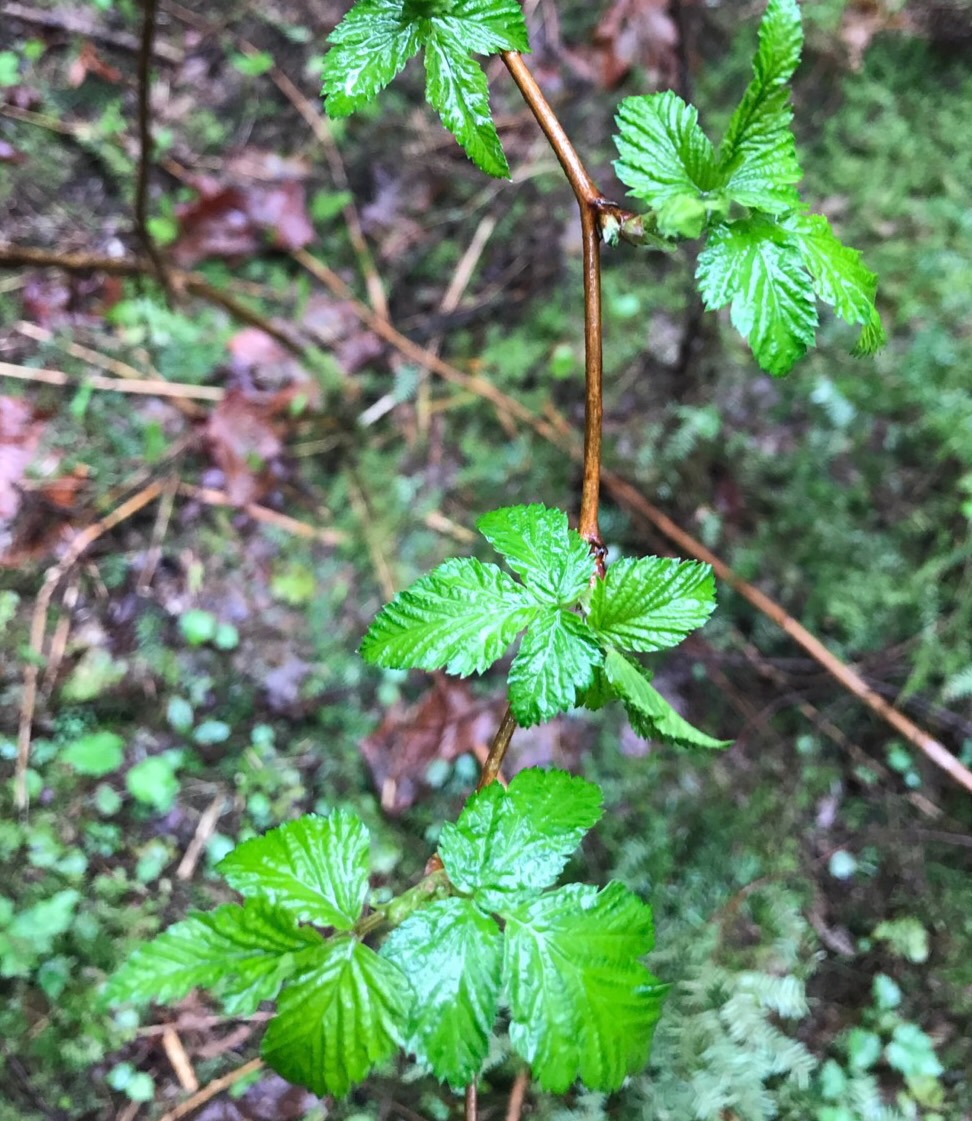 Plants of the Pacific Northwest Flashcards | Memorang