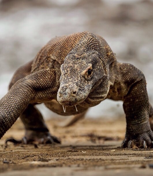 Lizards Flashcards | Memorang