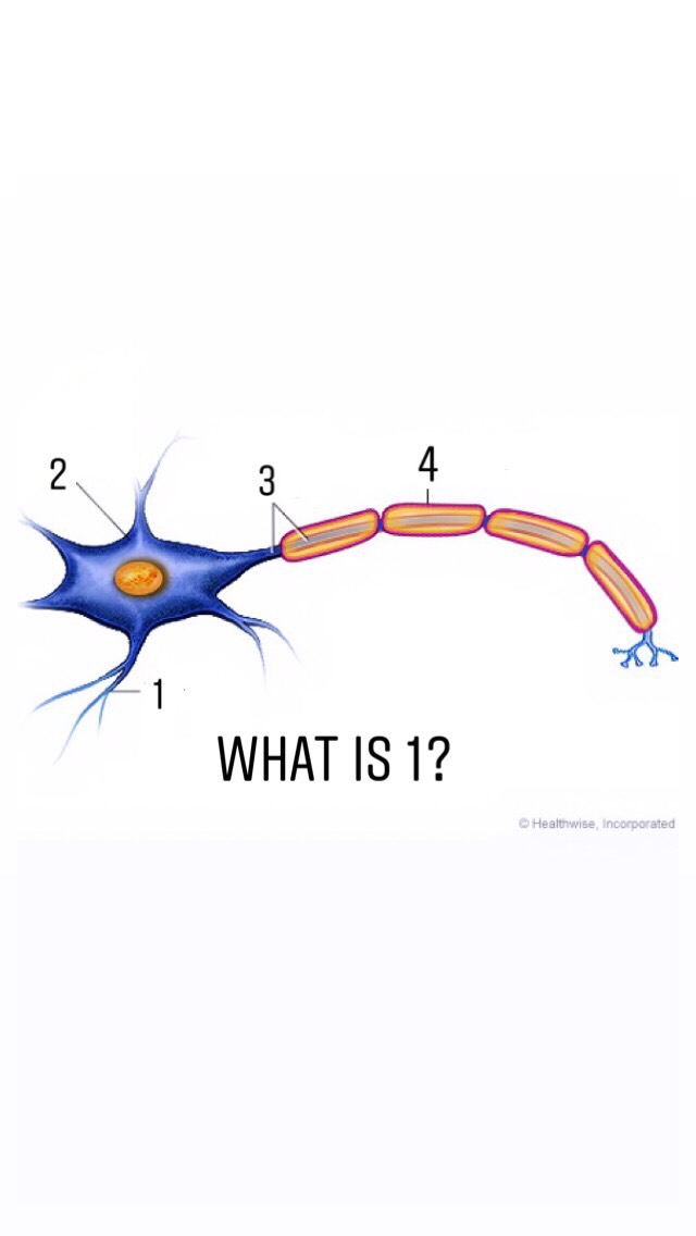 the brain - 9/11/19 Flashcards | Memorang
