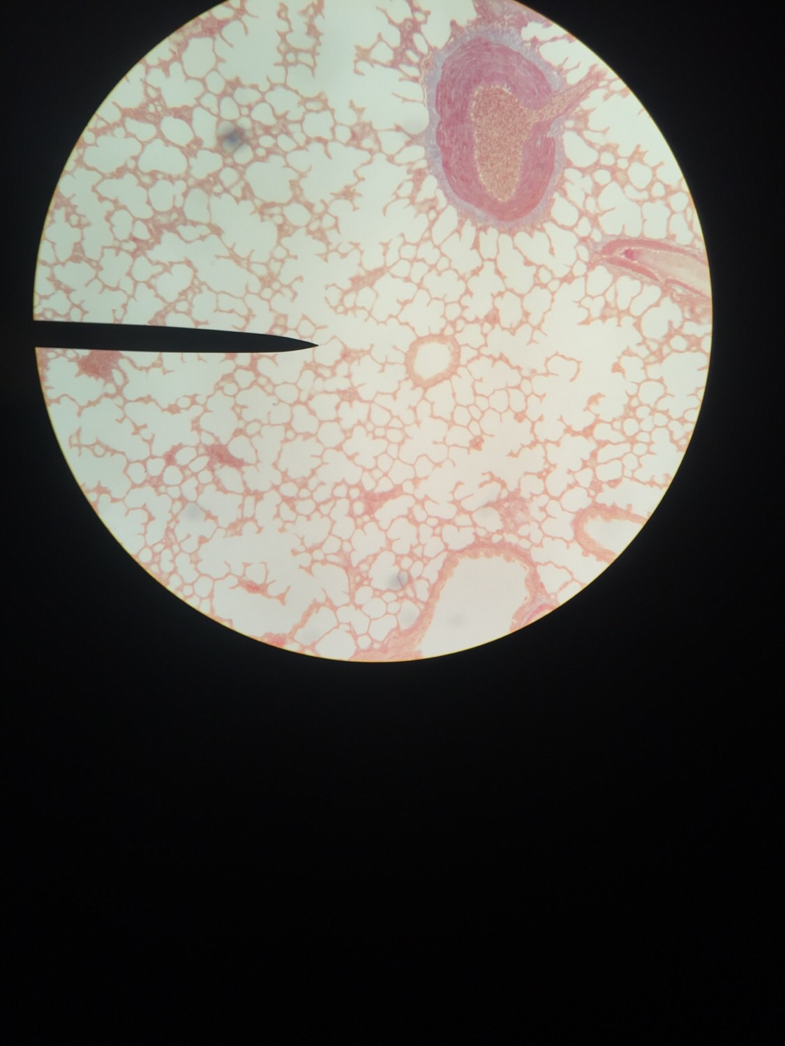 A&P Lab Practical 2 Flashcards | Memorang