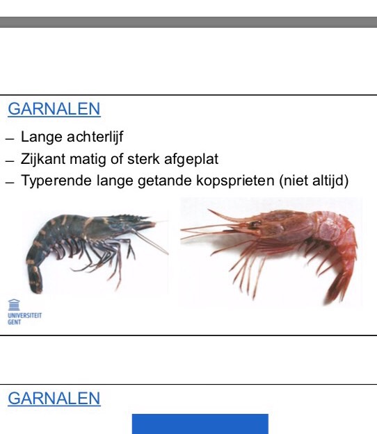 VVG I schaal/schelp/weekdieren Flashcards | Memorang
