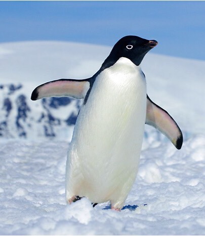 Penguin types Flashcards | Memorang