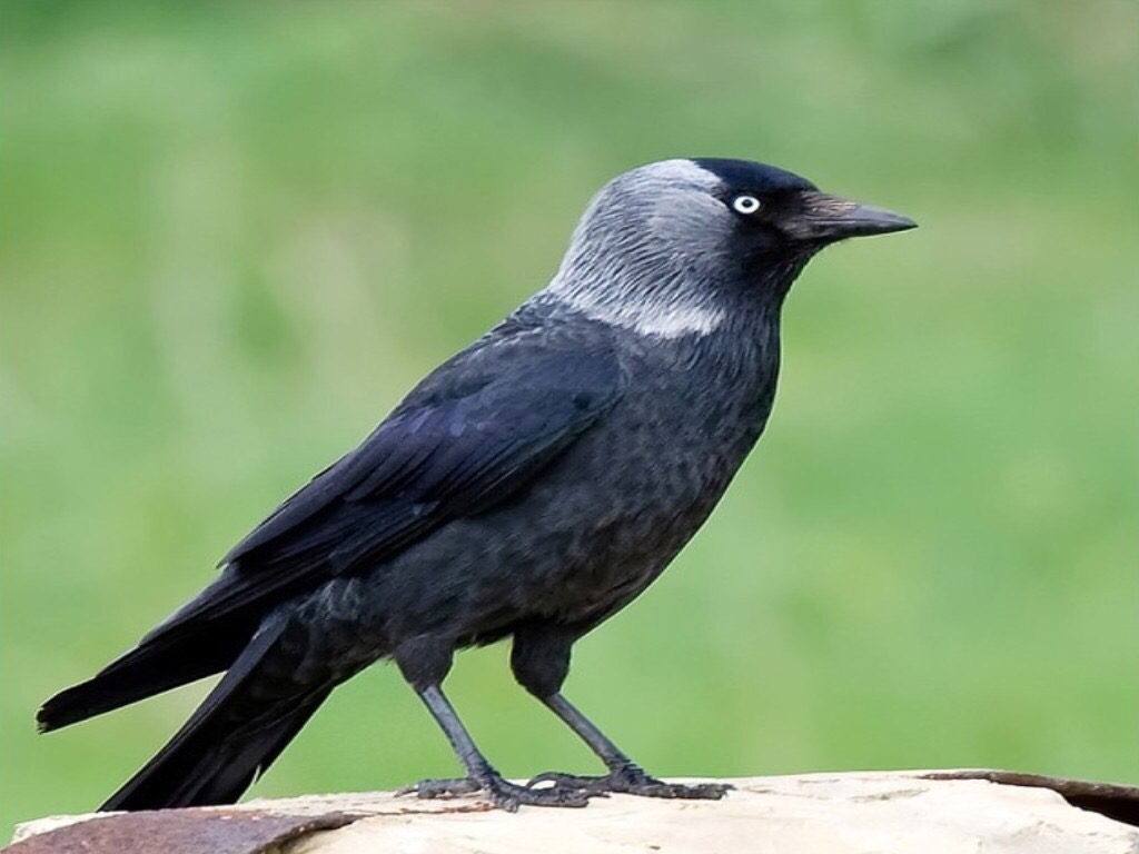 Soorten herkennen Biologie Wdz Havo-Vwo 1 Flashcards | Memorang