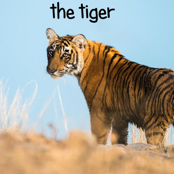 Random 5 Flashcards | Memorang