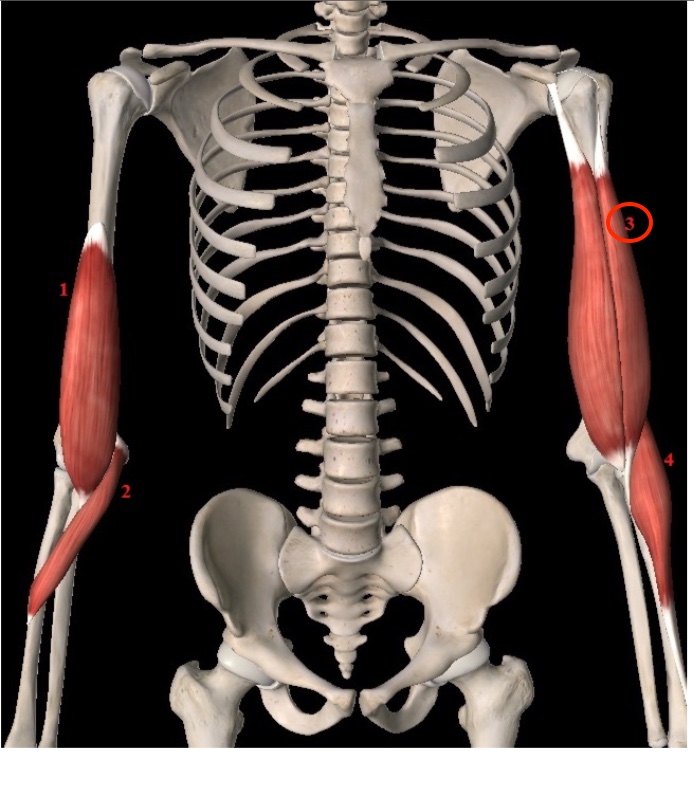 Rankų dilbio raumenys Flashcards | Memorang