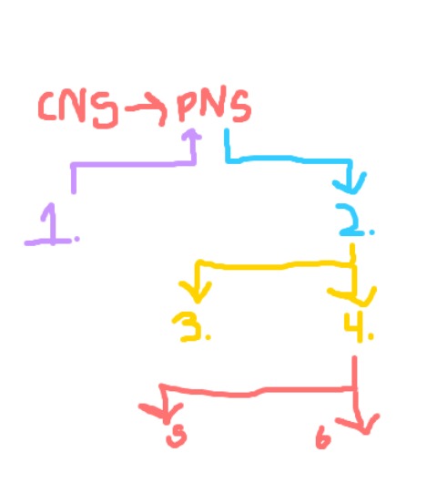 chap 13 Flashcards | Memorang