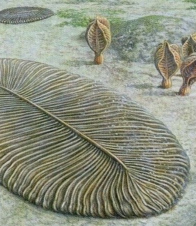 Ediacara Biota Flashcards | Memorang