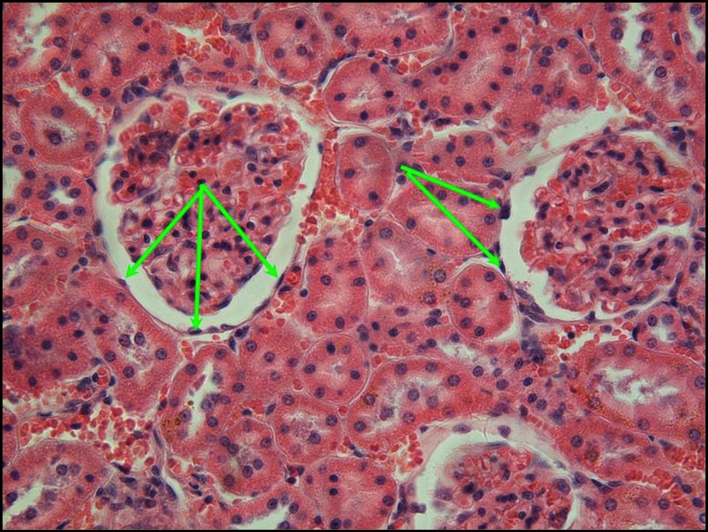 chapter 4 tissue Flashcards | Memorang