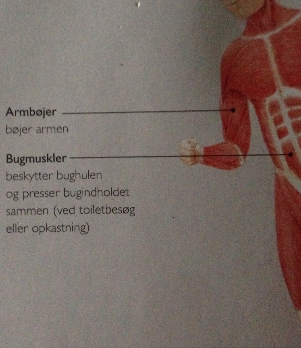 Muskler i kroppen Flashcards | Memorang