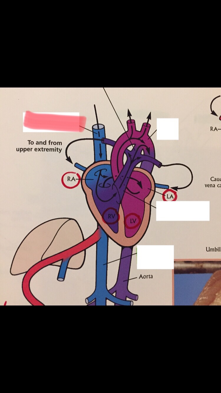 Fetal Pig Cardiovascular and Respiratory Systems Flashcards | Memorang