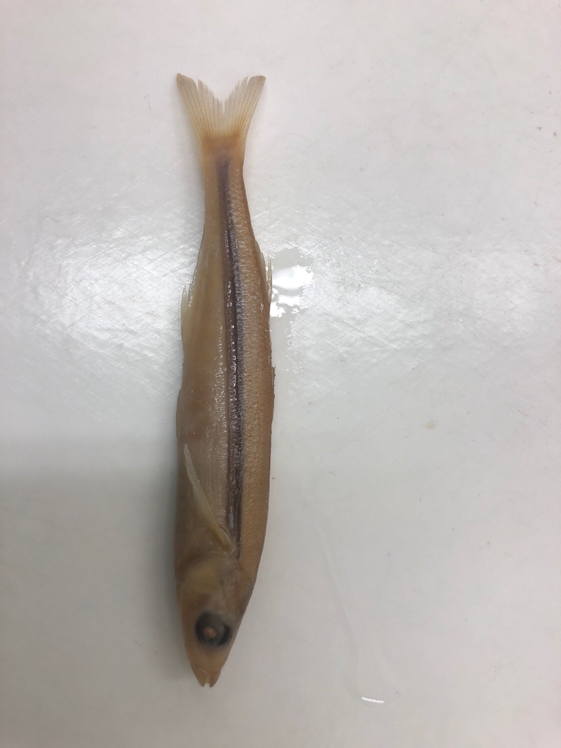 Moss landing Flashcards | Memorang