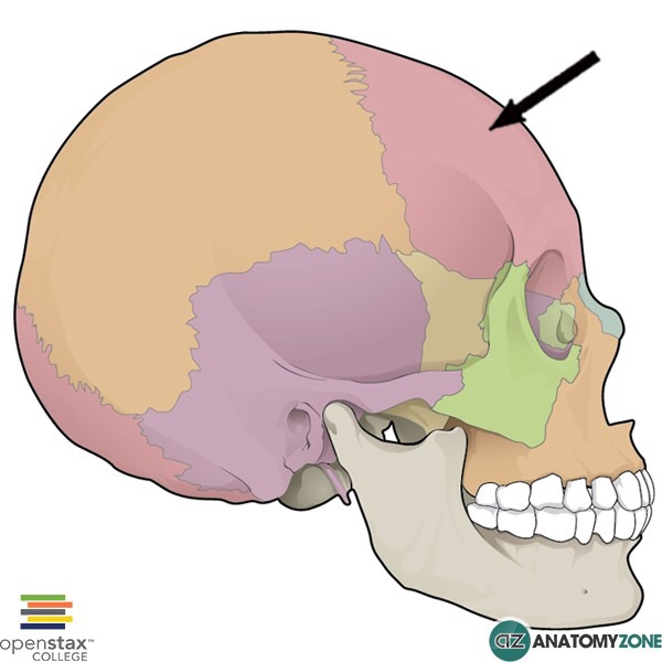 Cranial Bones Flashcards | Memorang